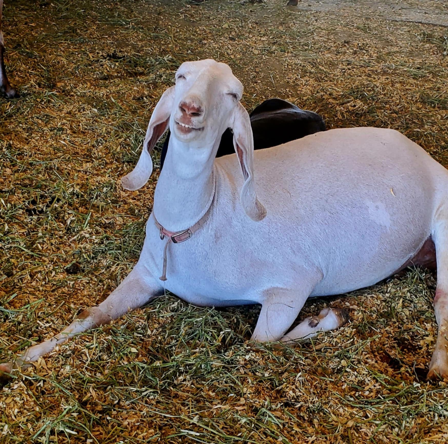 COVENANT FARMS LACEY IVORY – Mini Love Farm