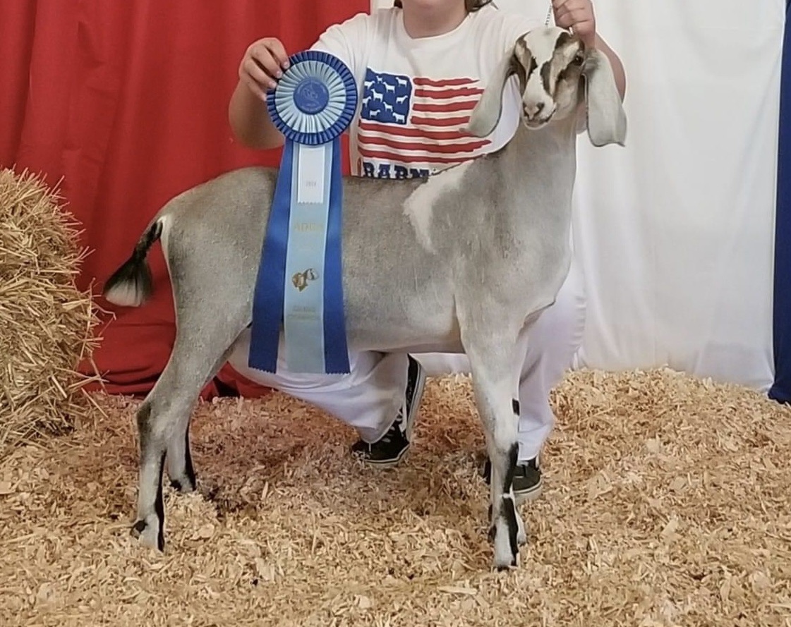 COVENANT FARMS LACEY IVORY – Mini Love Farm