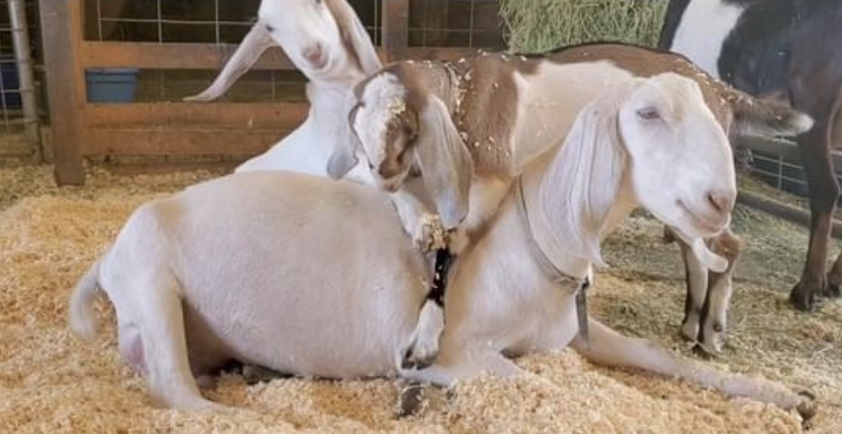 COVENANT FARMS LACEY IVORY – Mini Love Farm