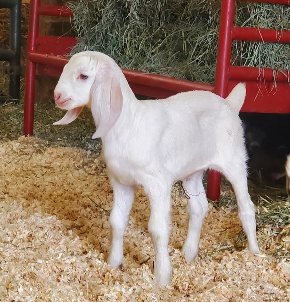 COVENANT FARMS LACEY IVORY – Mini Love Farm