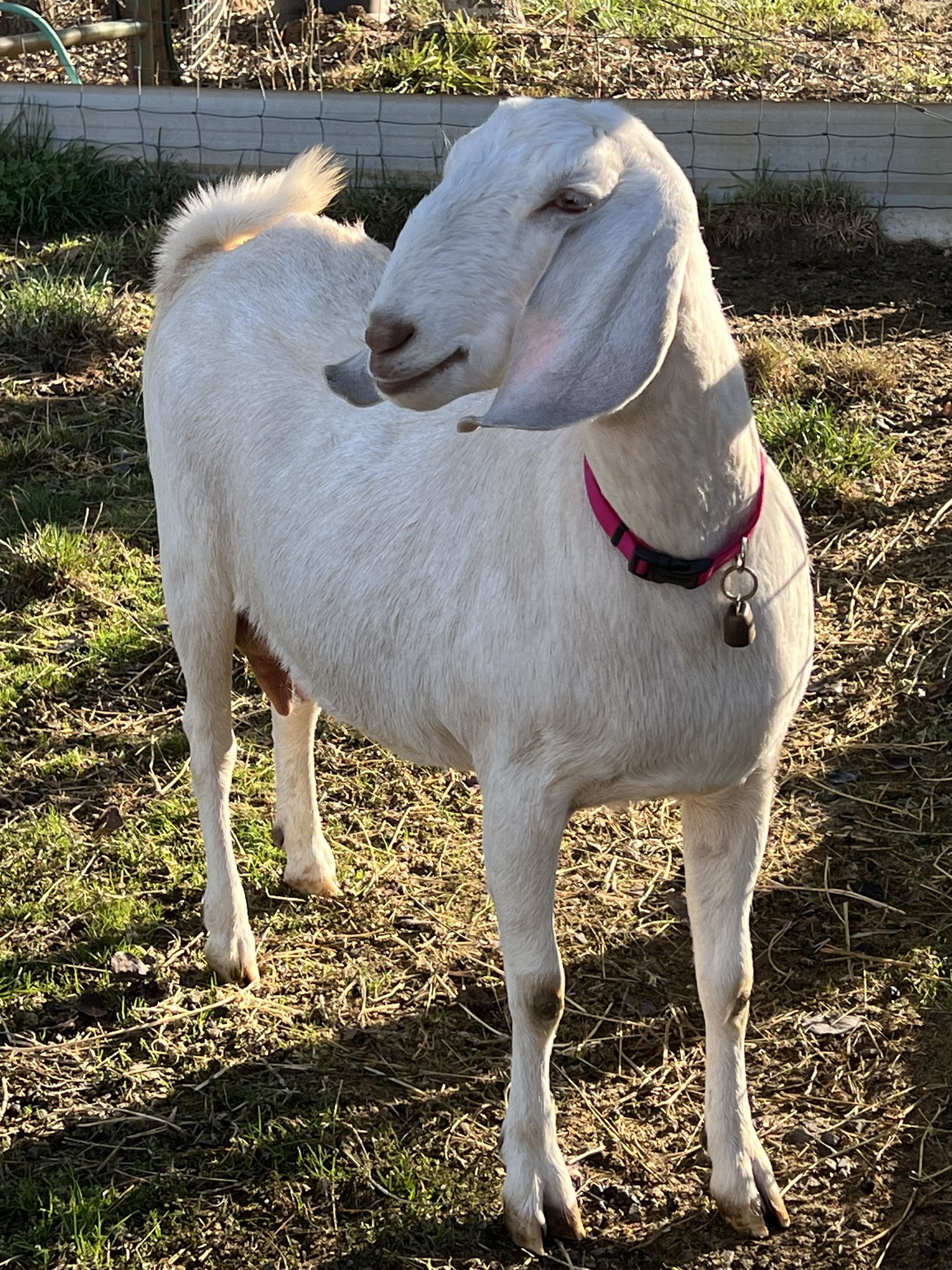 COVENANT FARMS LACEY IVORY – Mini Love Farm